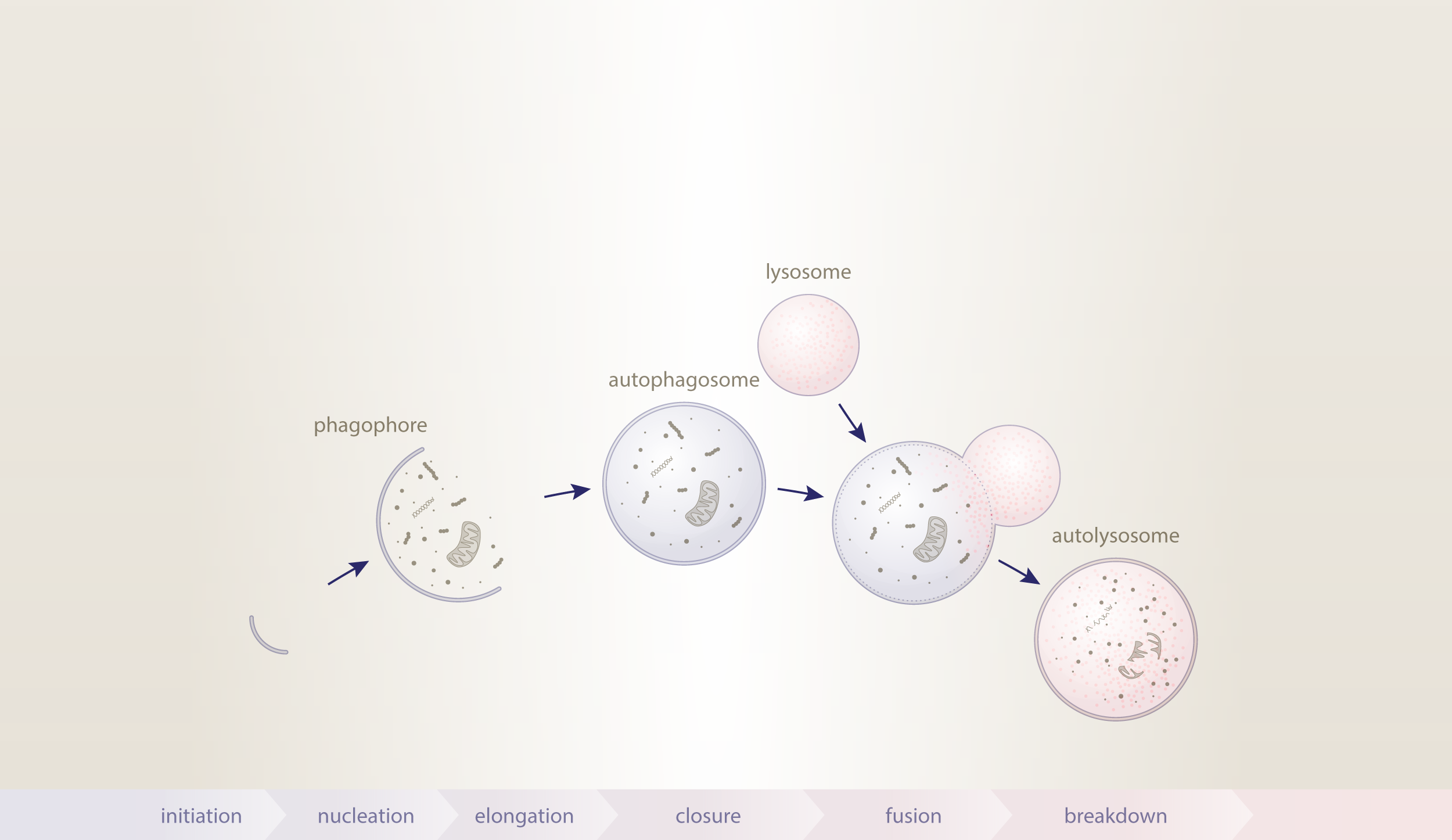 Autophagy - Cecilie Hundahl